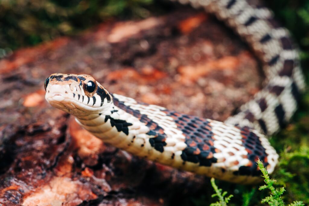 what does it mean when u dream about a snake